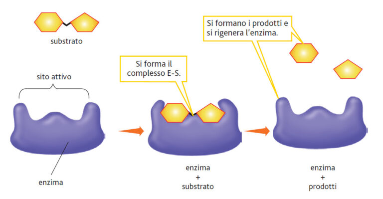 Amminoacidi, proteine ed enzimi – Bald Mountain Science