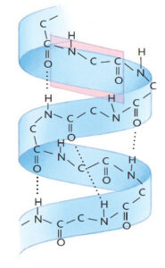 Amminoacidi, proteine ed enzimi – Bald Mountain Science