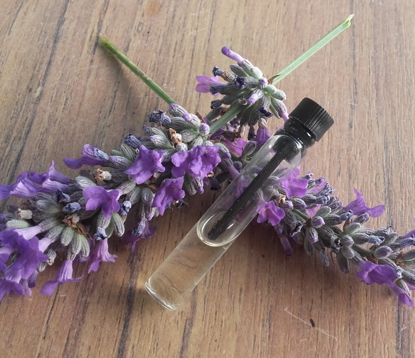 Lavanda: proprietà e benefici - Bald Mountain Science