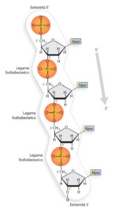 Le tre strutture del DNA – Bald Mountain Science