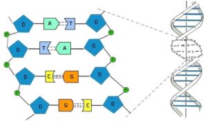 Le tre strutture del DNA – Bald Mountain Science