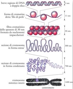 Le tre strutture del DNA – Bald Mountain Science