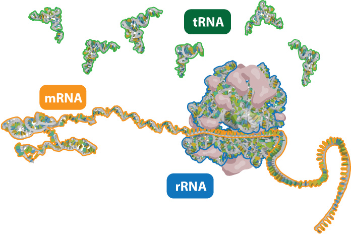La struttura degli acidi nucleici: il DNA e l'RNA