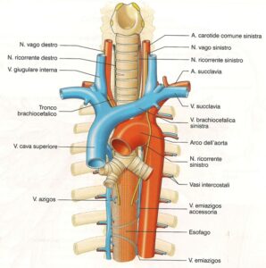 Anatomia macroscopica e microscopica della trachea e dei bronchi