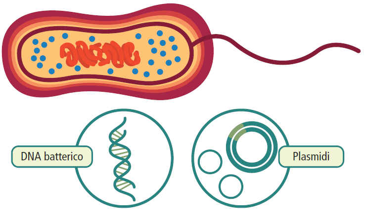 I batteri – struttura e riproduzione – Bald Mountain Science