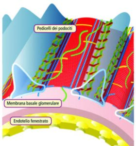 La struttura interna del rene – Bald Mountain Science