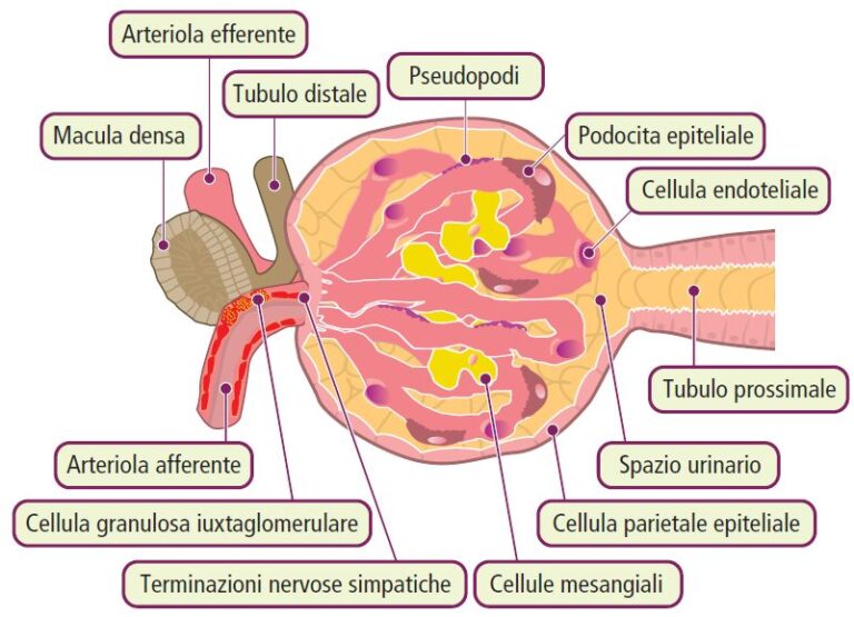 La giunzione neuromuscolare (placca neuromotrice) – Bald Mountain Science