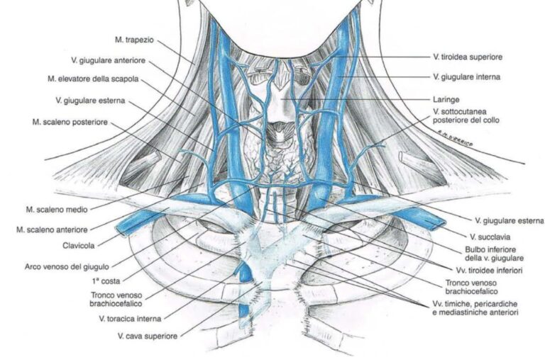 Semeiotica cardiovascolare: analisi e fisiopatologia del polso venoso ...