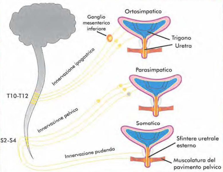 Aspetti Anatomo-funzionali del Ciclo Minzionale – Bald Mountain Science