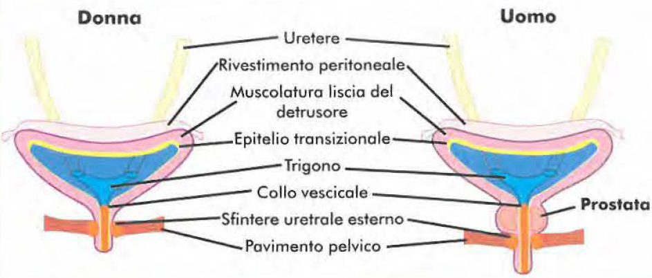 Aspetti Anatomo-funzionali del Ciclo Minzionale – Bald Mountain Science